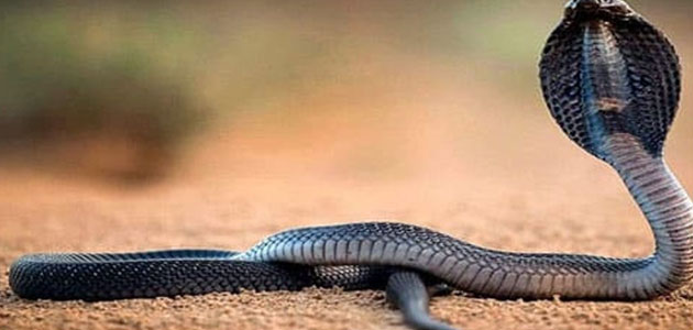 تفسير حلم قطع راس الافعى - مفسر